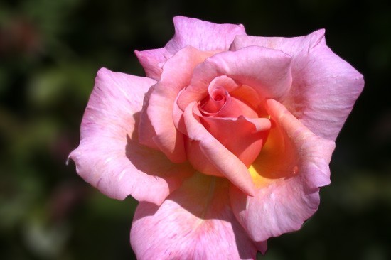 Étamine Artisan Fleuriste à Strasbourg - Achats en ligne et livraisons ...