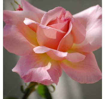 Étamine Artisan Fleuriste à Strasbourg - Achats en ligne et livraisons ...